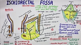 Ischiorectal Fossa Cadaver