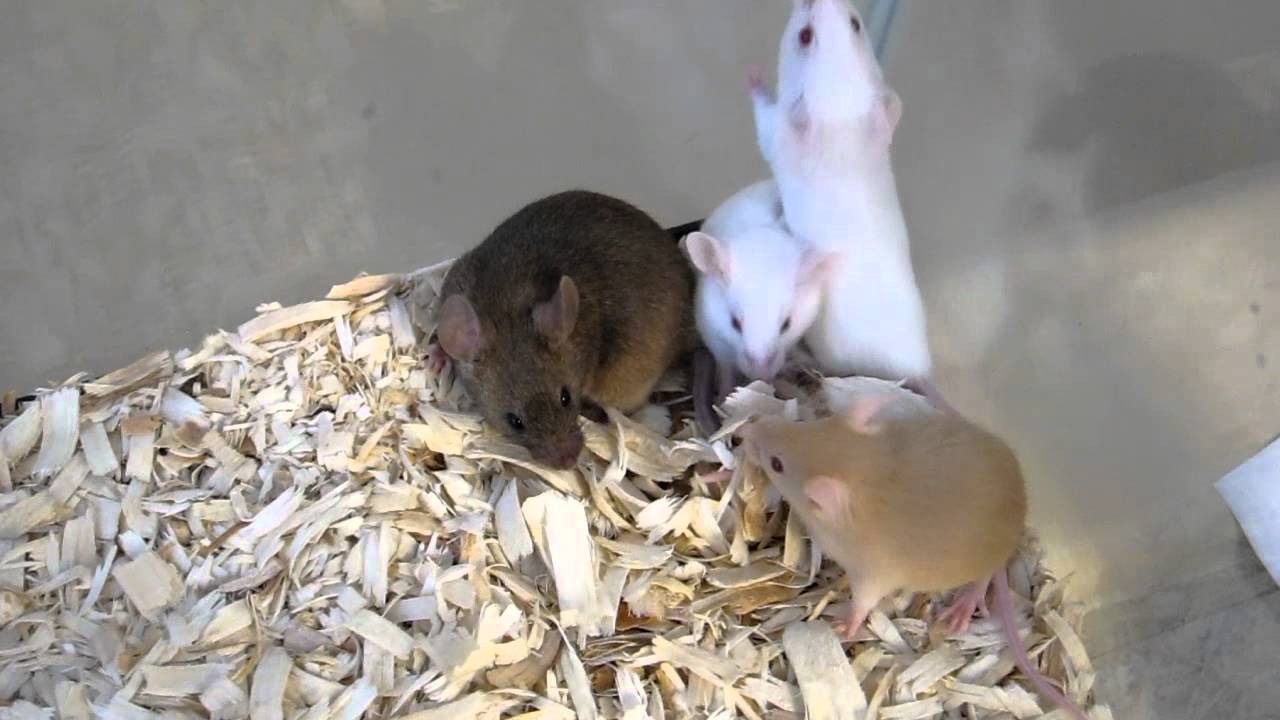 Roseanne, Darlene and the Two Beckys ~ Adoptable Mice - YouTube