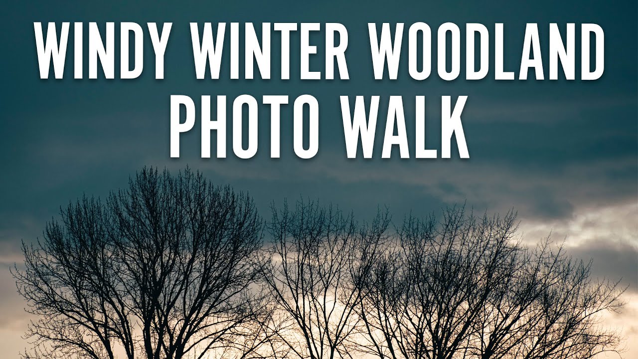 Windy Winter Woodland Photography with XF 70-300mm and X-H2S - YouTube