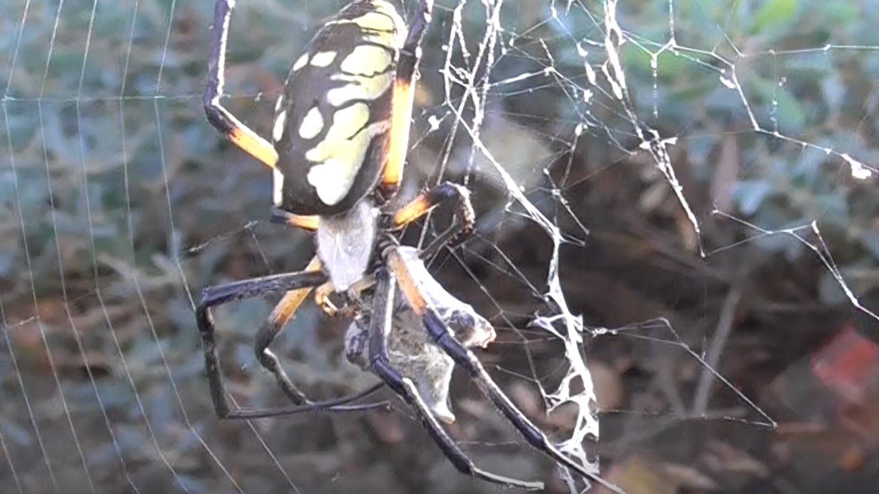 All about our Yellow Garden Spider - Argiope aurantia - YouTube