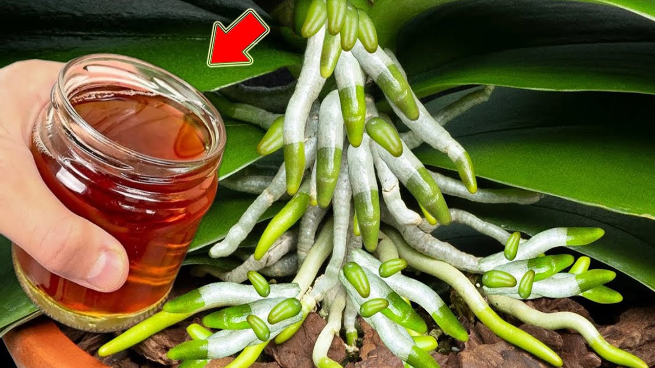 1 Cup A Week! A Flowerless Orchid Suddenly Buds And Blooms More Than ...