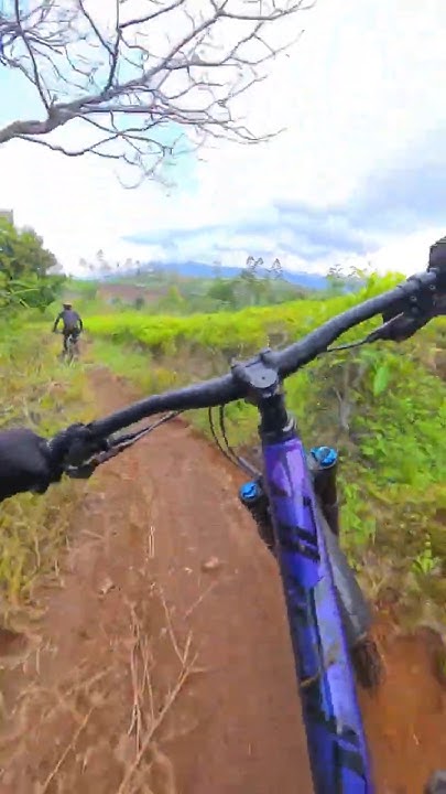 Lunggak-lenggok di kebun teh 🚴🏻‍♀️🔥 #shorts #mtb #mtblife #mountainbike #sepeda #gowes - YouTube