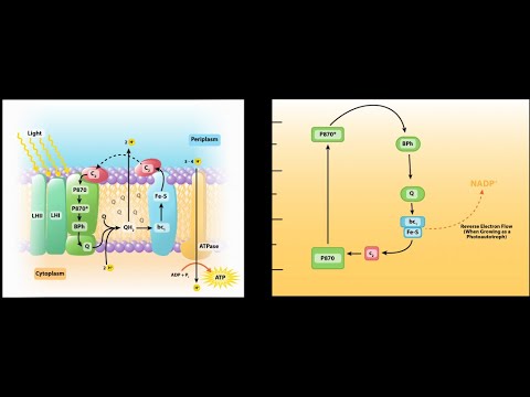 Anoxygenic Photosynthesis - YouTube