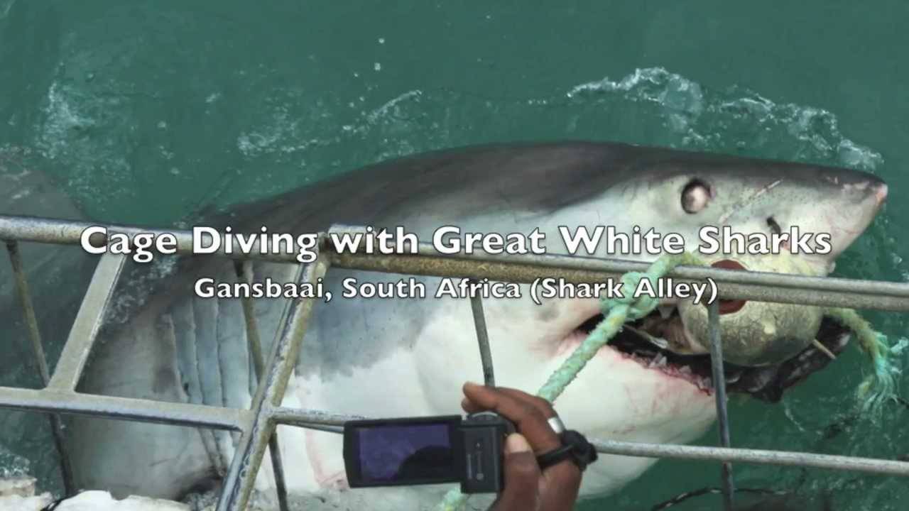 Cage Diving with Great White Sharks in Shark Alley (Gansbaai, South ...