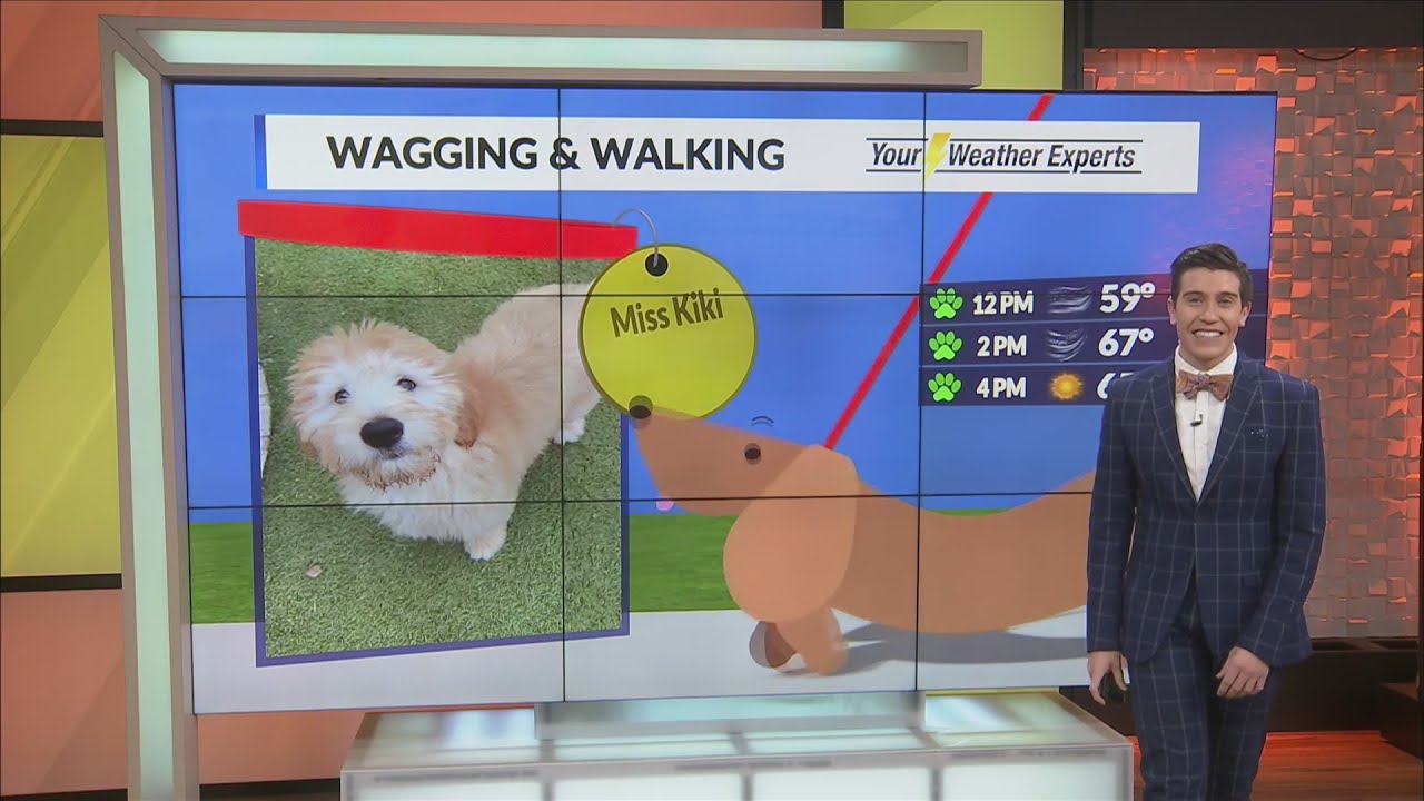 Wagging & Walking Forecast 11/18 - YouTube