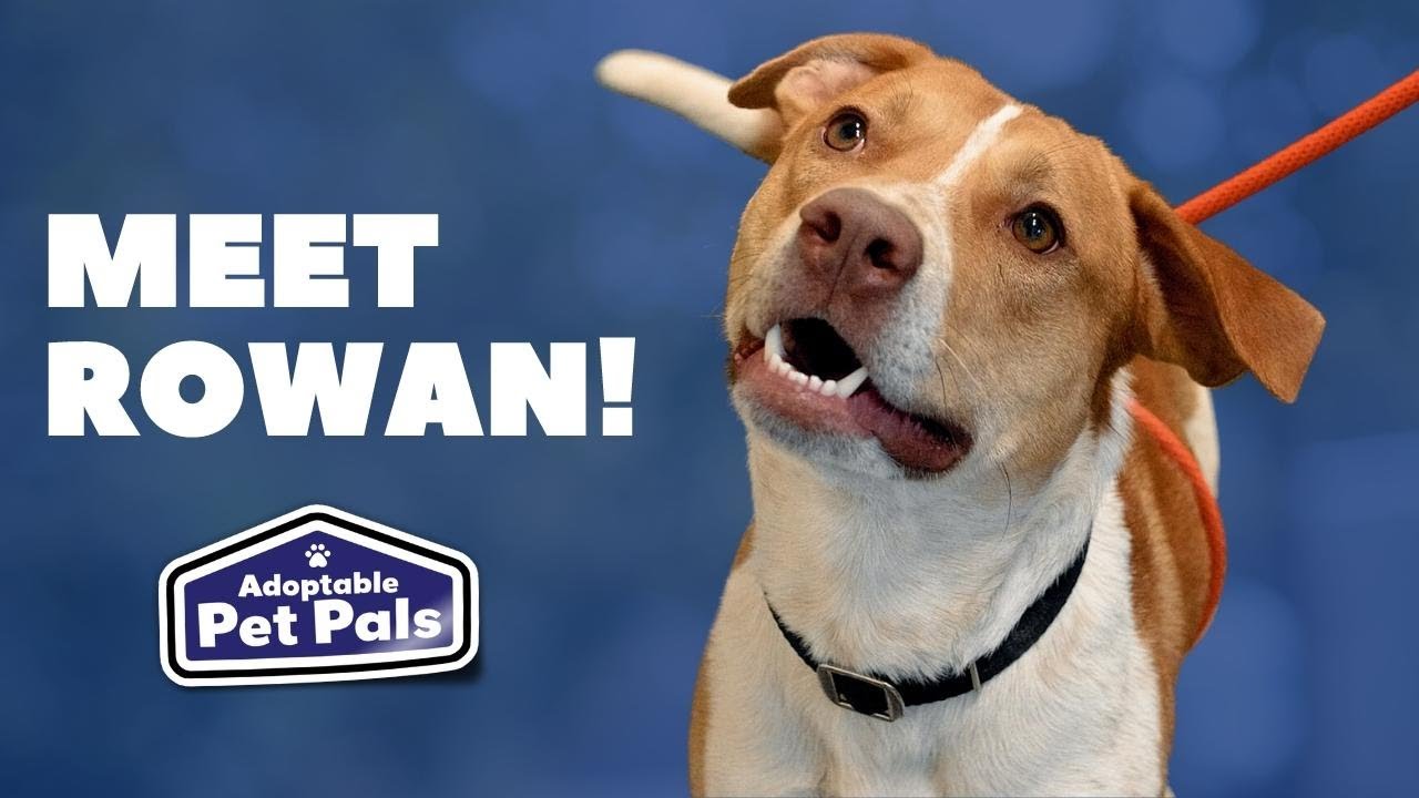 Adoptable Pet Pals: Meet Rowan! - YouTube