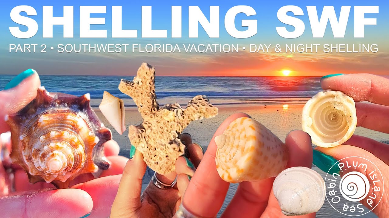 Southwest Florida Shelling | Part 2 | Piles Of Shells | SWF | Beach ...