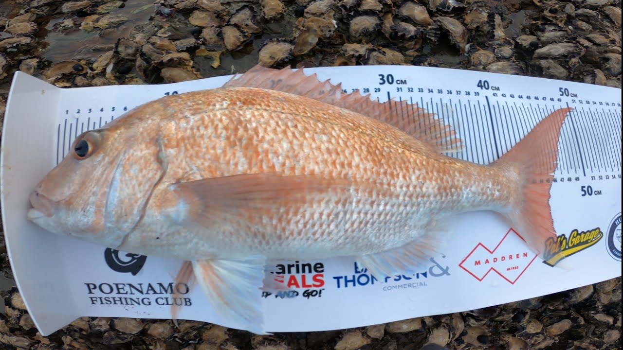 Tara Fishing | Bay of Island | Sumali kami sa Fishing Competition ...