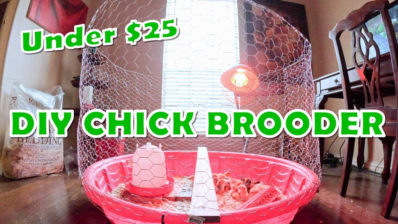 DIY Chick Brooder Under $25 | EASY DIY Brooder - YouTube