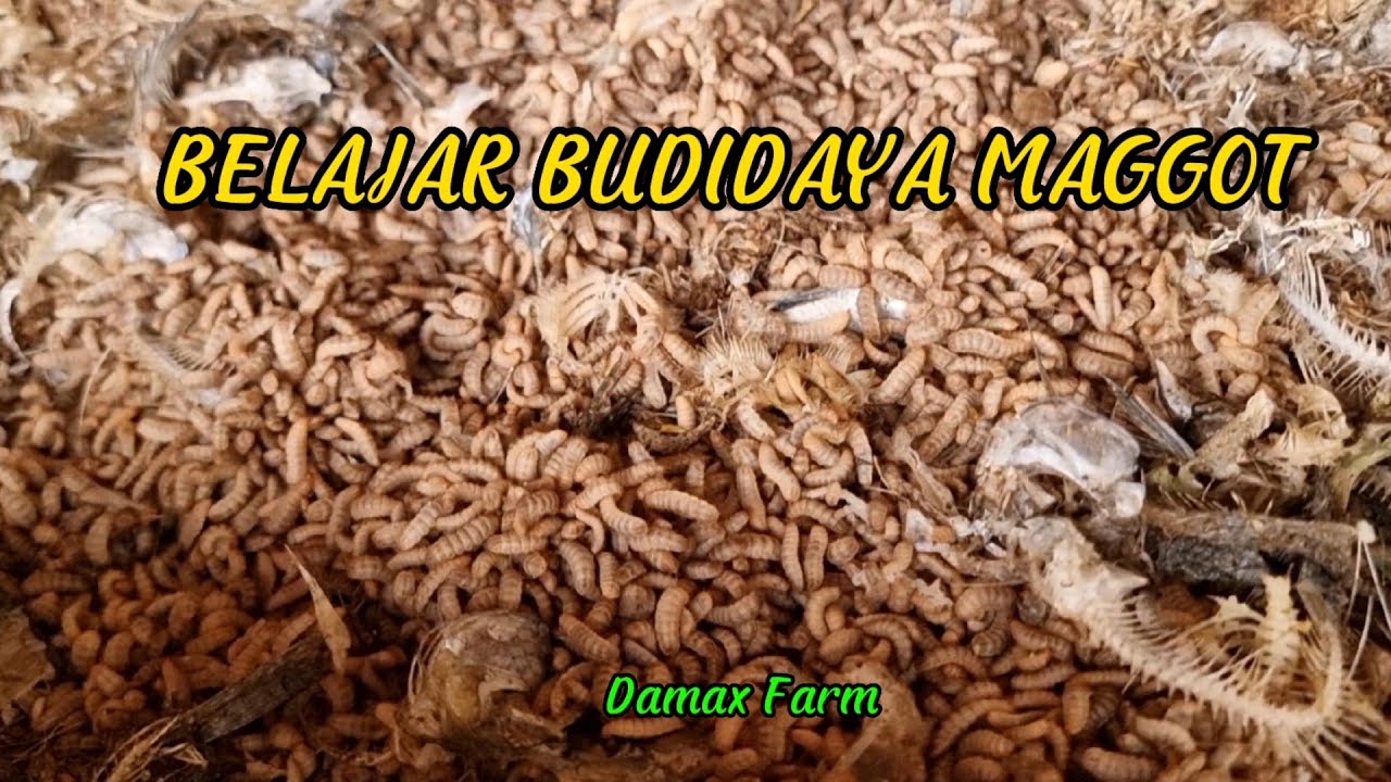BELAJAR BUDIDAYA MAGGOT, PROTEIN TAMBAHAN TERNAK AYAM - YouTube