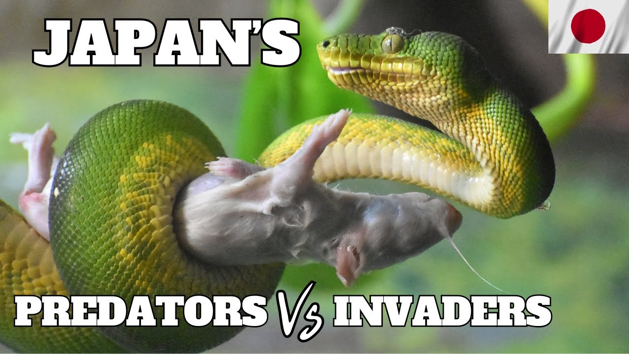 7 Predators Battling Invaders Across Japan - YouTube