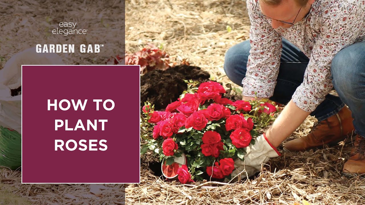How to Plant Roses - YouTube