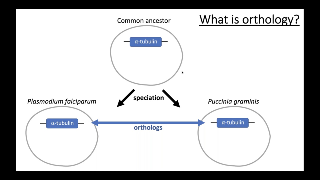Orthology searches and OrthoMCL - YouTube