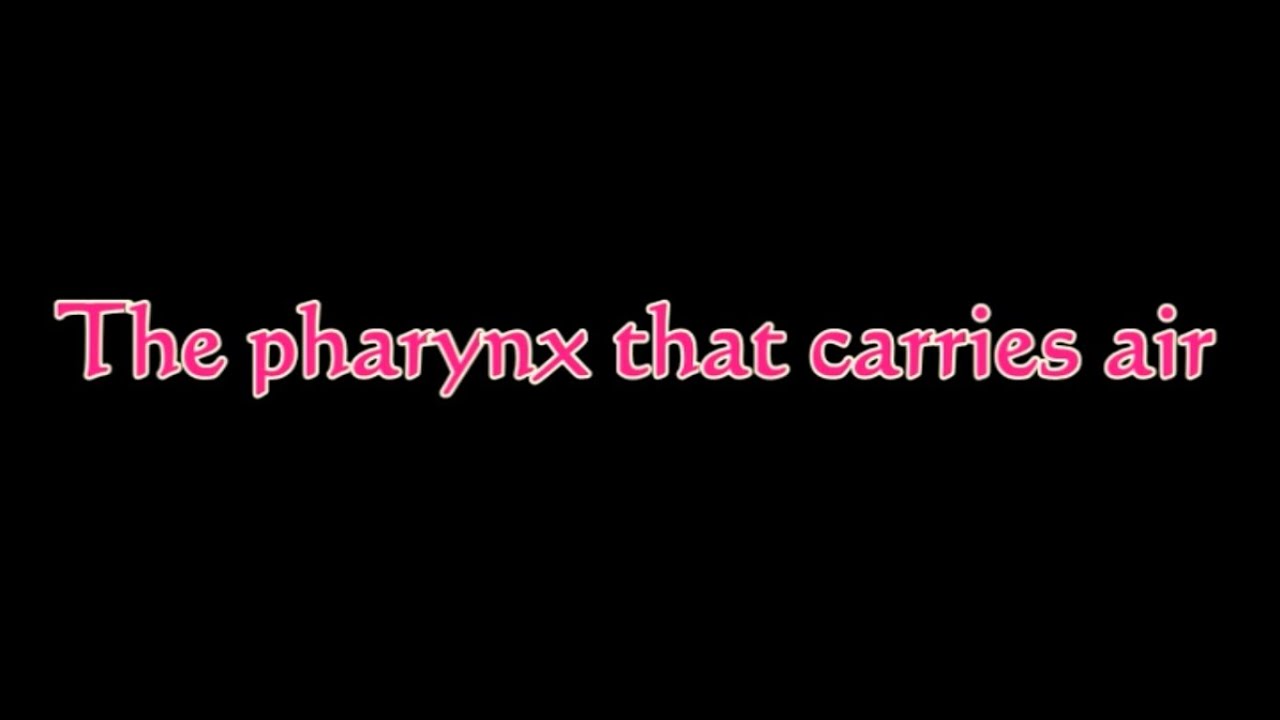 Respiratory System Song - YouTube