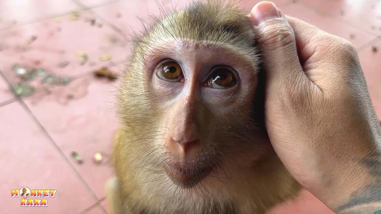 Emotional footage of dad and Monkey when they were still together - YouTube
