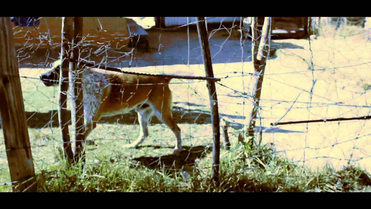 The Chicken Thief: Original - YouTube