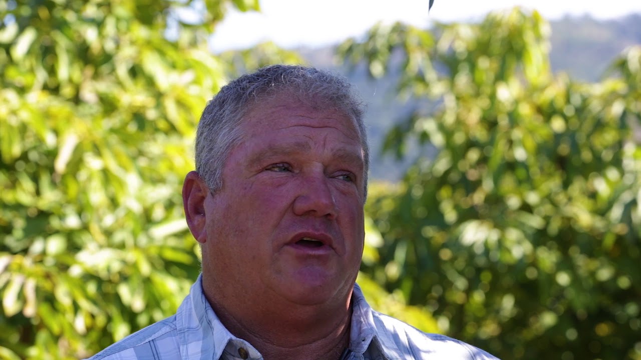 Avocado Farming in Carpinteria with Rick Shade - YouTube