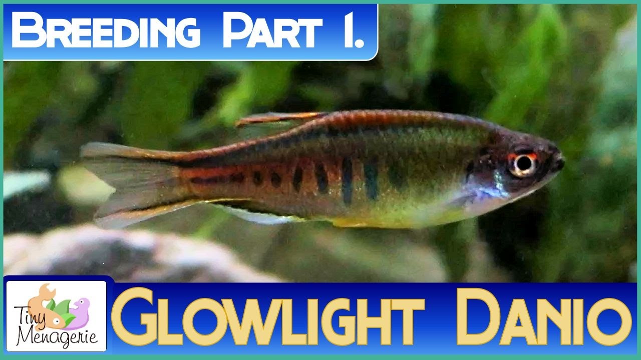 Breeding Glowlight Danios. Part 1 - from Sexing to Spawning - YouTube