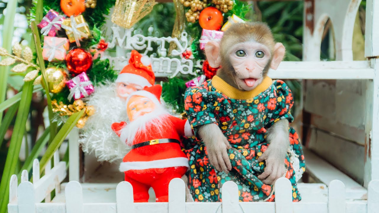 Baby monkey NaNa goes to the supermarket to buy Christmas decorations ...
