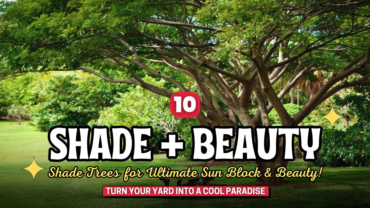 Transform Your Yard: 10 Shade Trees for Ultimate Sun Block & Beauty! 🌞 ...