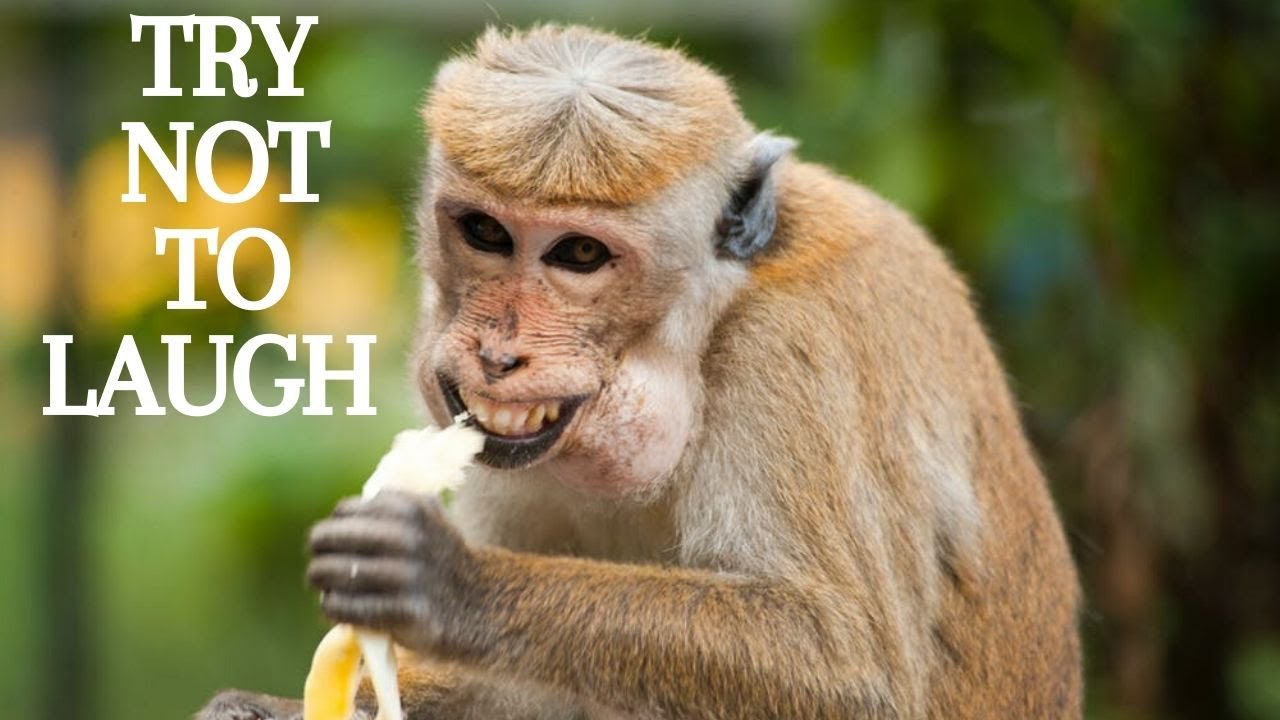 FUNNY JOKES - COMEDY VIDEOS , WHEN THINGS GET FAIL - YouTube FUNNY JOKES - COMEDY VIDEOS , WHEN THINGS GET FAIL - YouTube