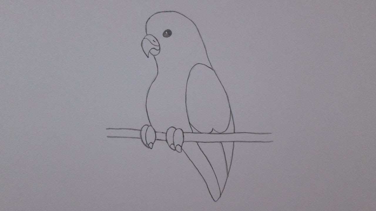 Cómo dibujar un periquito - YouTube