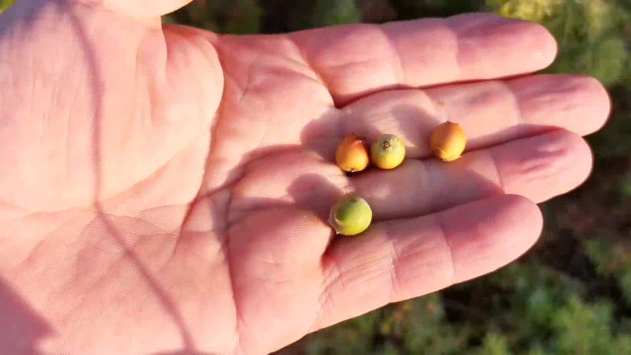 BU BİTKİ BÜTÜN DERTLERİNİZE ŞİFA OLACAK ARDIÇ TOHUMU - YouTube