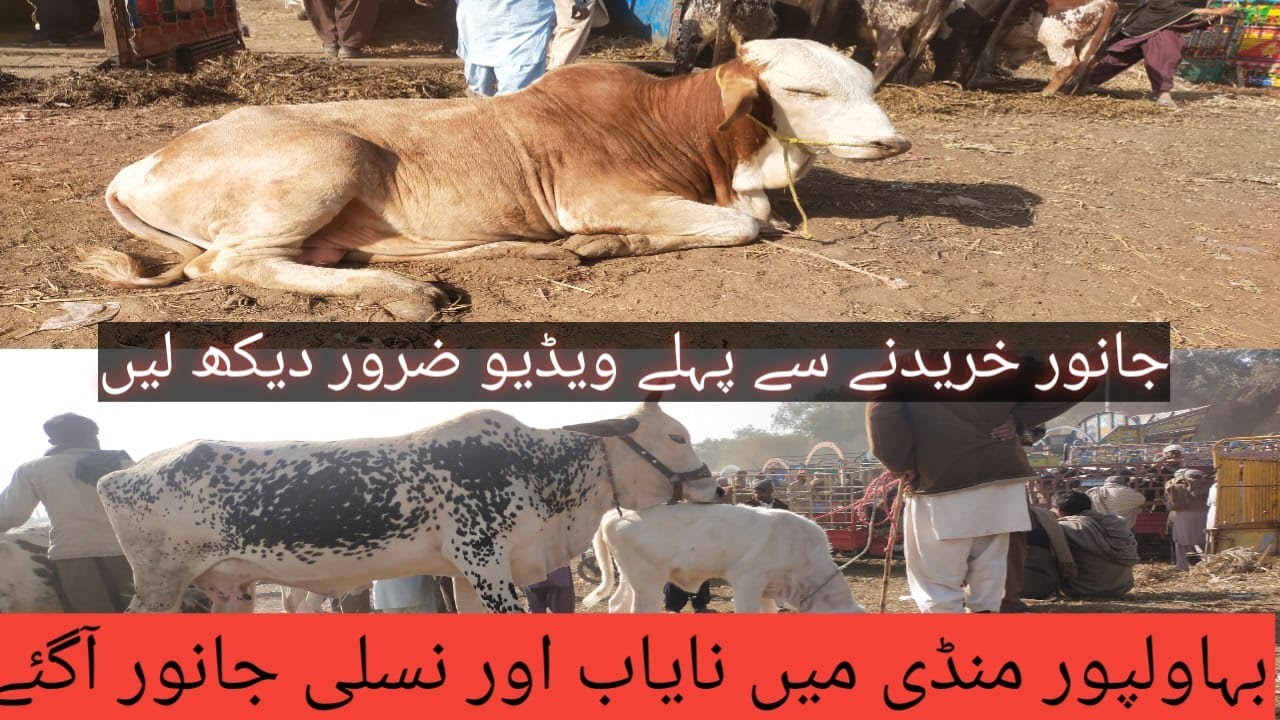 Janwar Mandi | Bahawalpur Janwar mandi | Bahawalpur Cow Mandi - YouTube