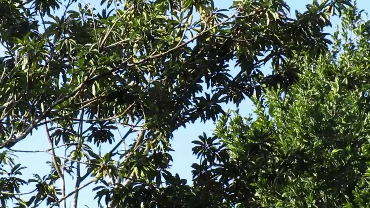 Howler monkeys at Ian Anderson's Caves Branch Lodge, Belize - YouTube