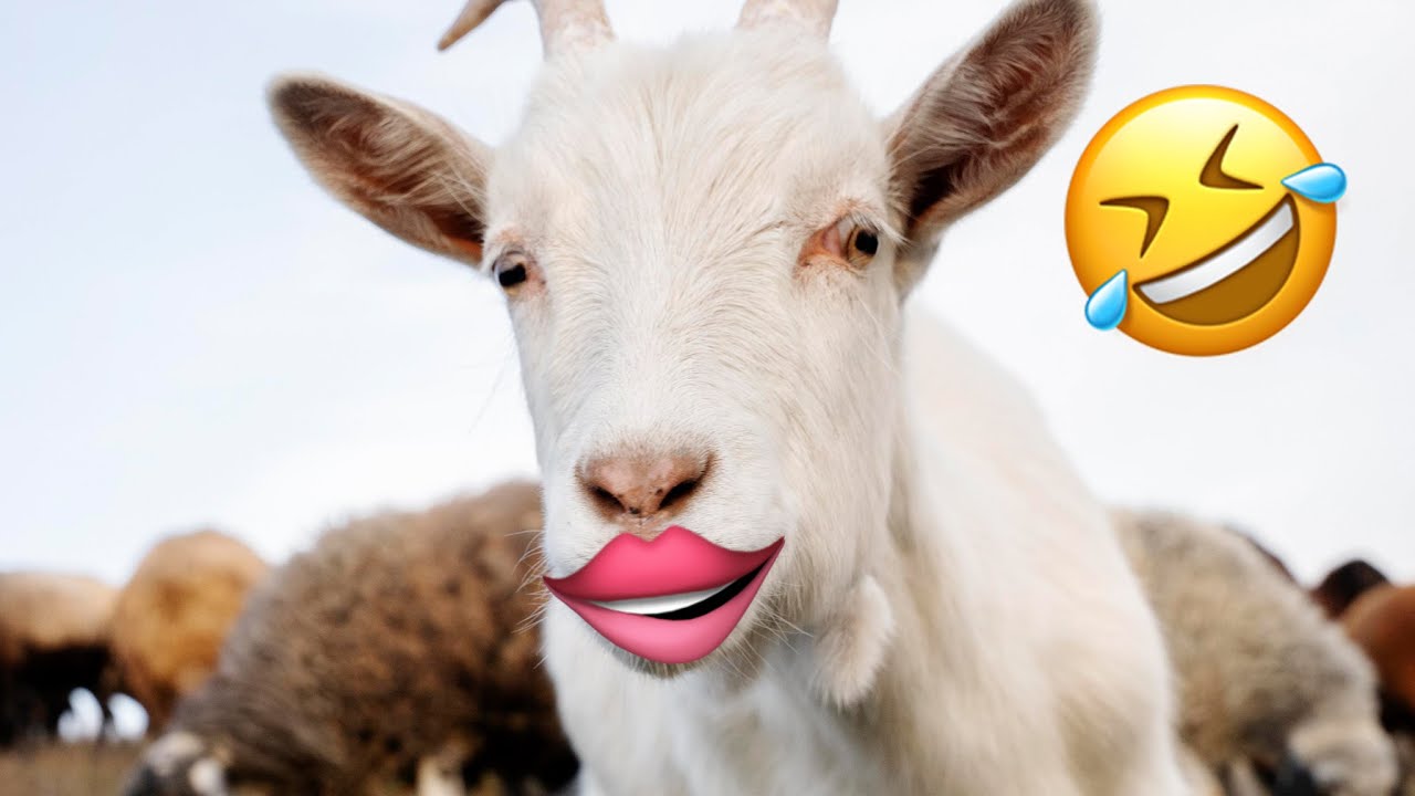 Hilarious Pet Compilation: A Goofy Sheep’s Adorable Reaction! 🐑🤣 - YouTube