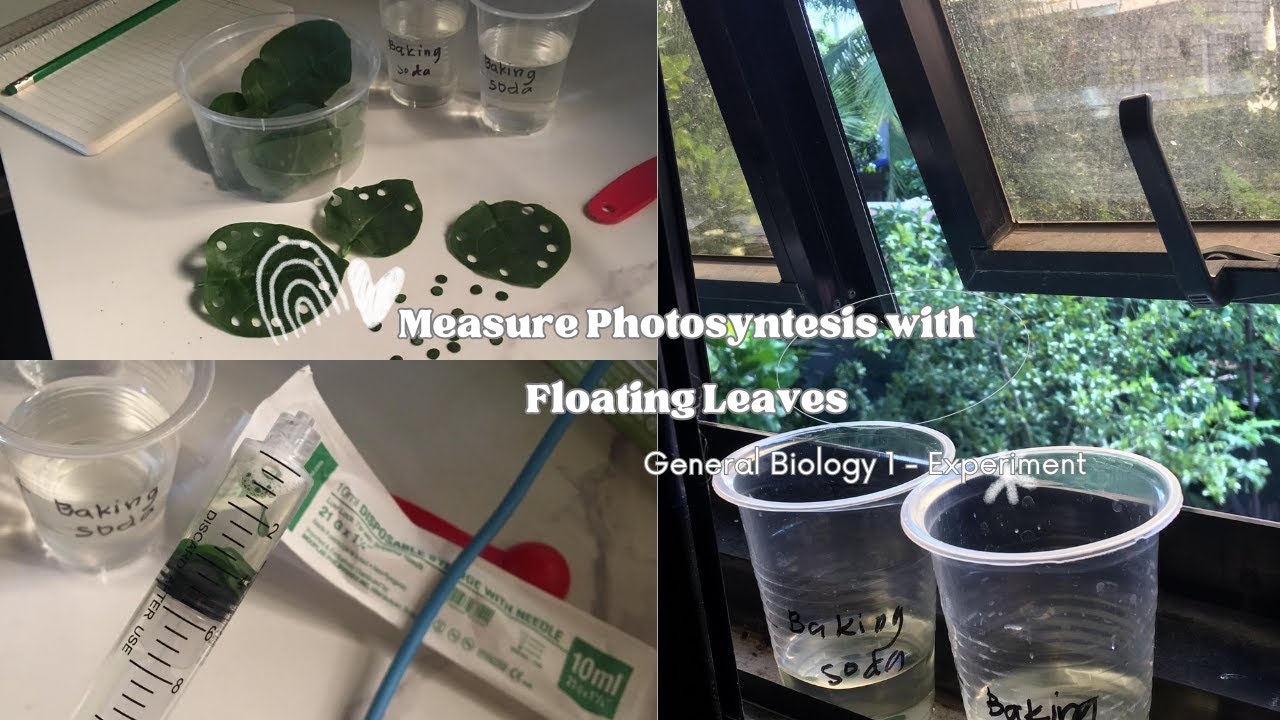 Measure Photosynthesis with Floating Leaves 🌿🍀 | General Biology I ...