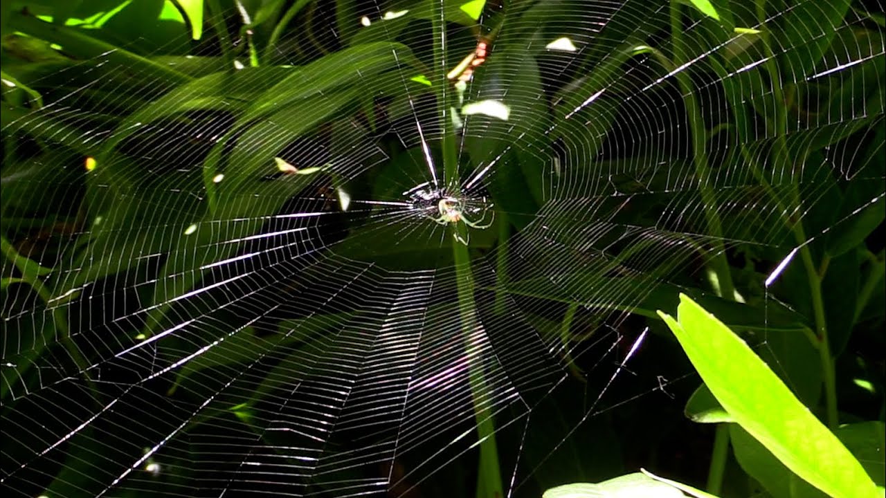 Pretty Spider Web Dancing in the Sun - YouTube