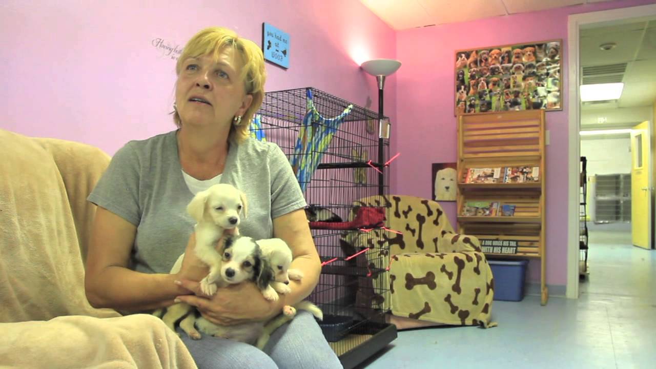 Animal Ark Rescue Center - YouTube