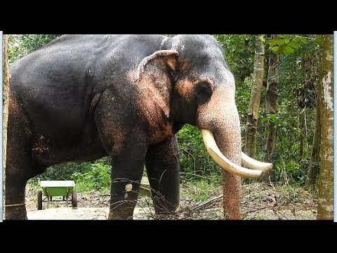 Kodanand Elephant Training Centre [ Perumbavoor Ernakulam Kerala India ...