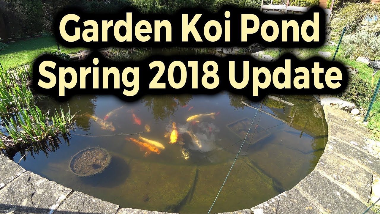 Garden Koi Pond Spring 2018 Update - YouTube