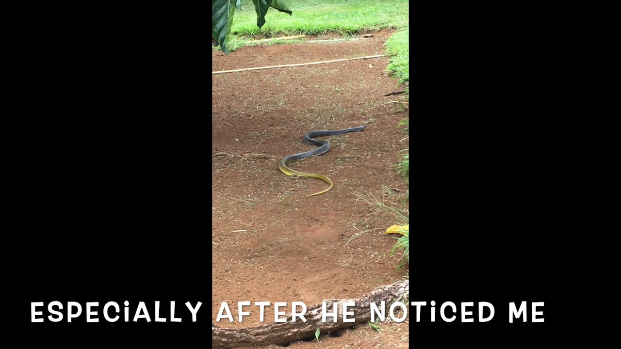 Drymarchon corais corais l Yellow-tailed Cribo l Suriname - YouTube