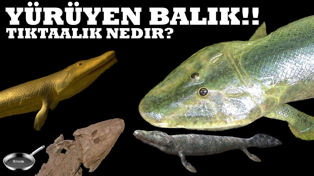 YÜRÜYEN BALIK!! | Tiktaalik Nedir? - YouTube