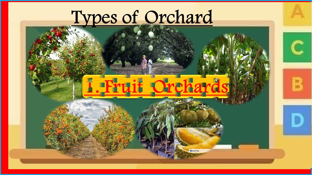 Grade 6 | Quarter 4 | Week 3 | Types of Orchard | T.L.E - YouTube