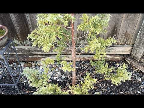 Removing The Dead, Devon Cream, Sawara False Cypress - February 5, 2026