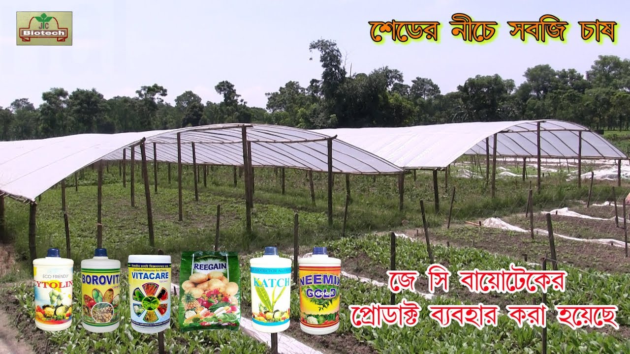 Vegetable farming under shed by J.C.Biotech শেডের নিচে অসময়ে সবজি চাষ ...