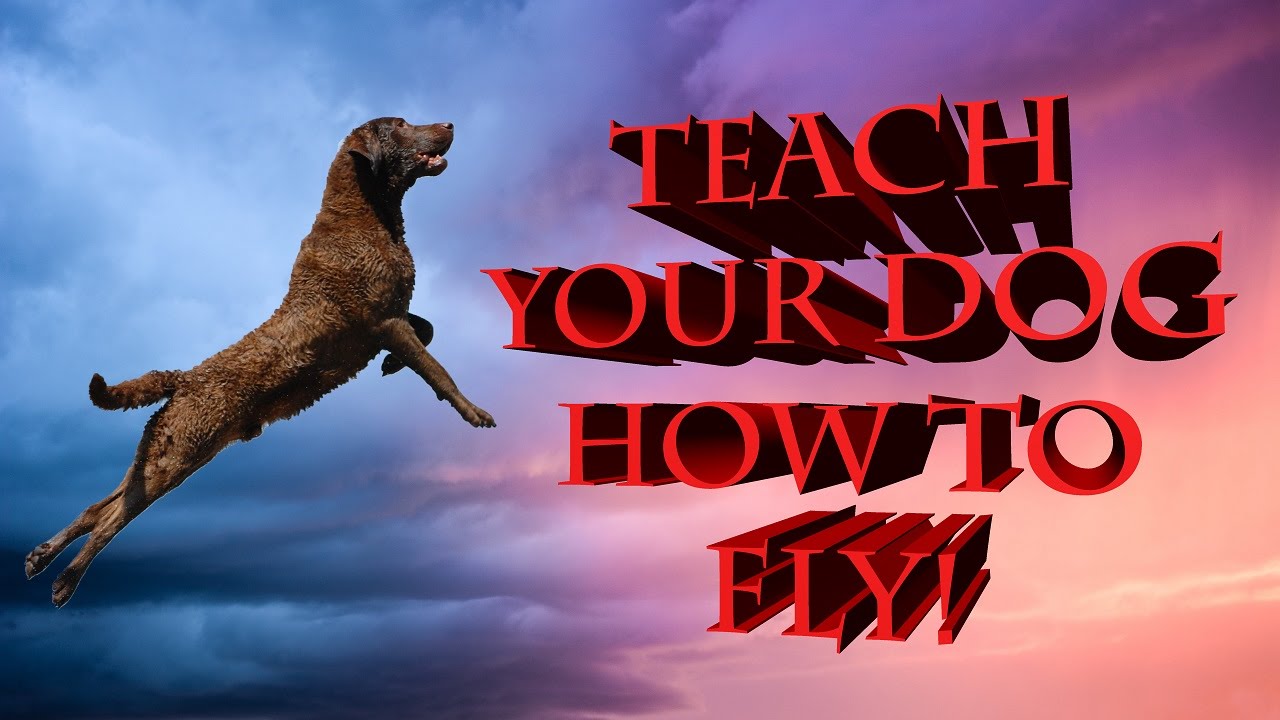 EASY HOW TO Teach A Dog To Fly YouTube easy-how-to-teach-a-dog-to-fly-youtube