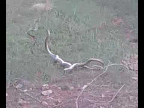 tamil snake - YouTube