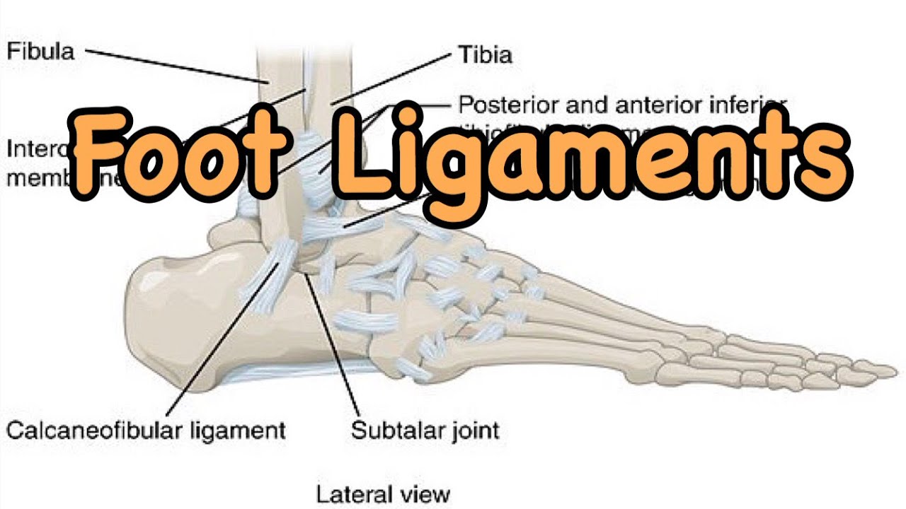 Foot Ligaments | Foot Anatomy - YouTube