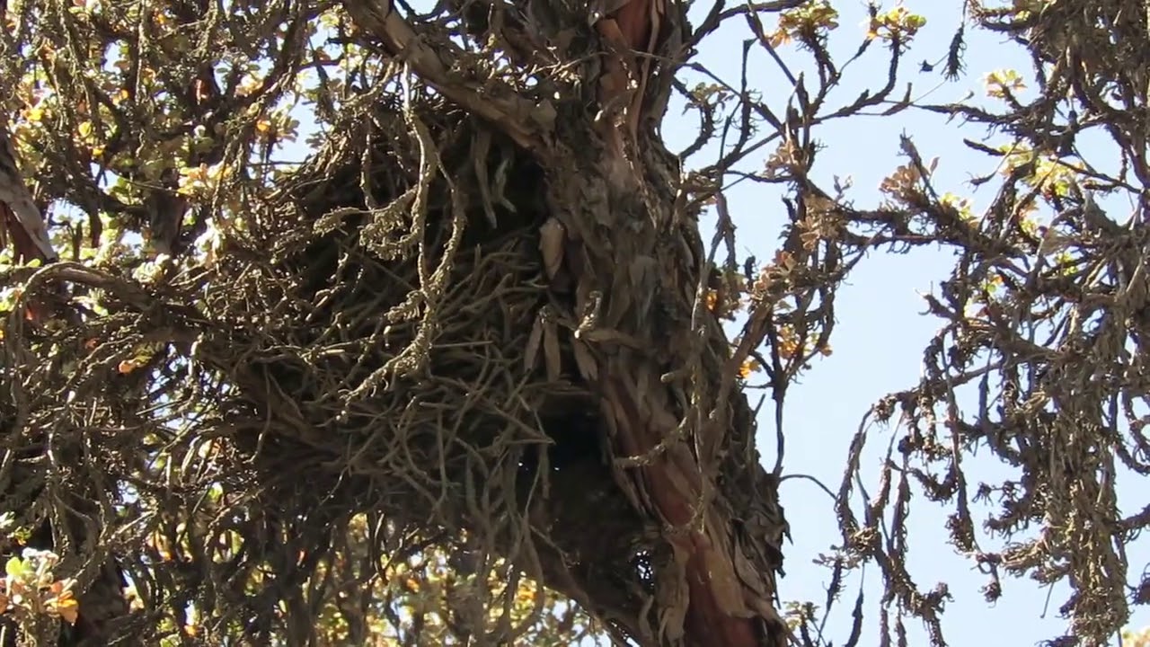El picaflor negro construye su nido debajo de los nidos de canasteros ...