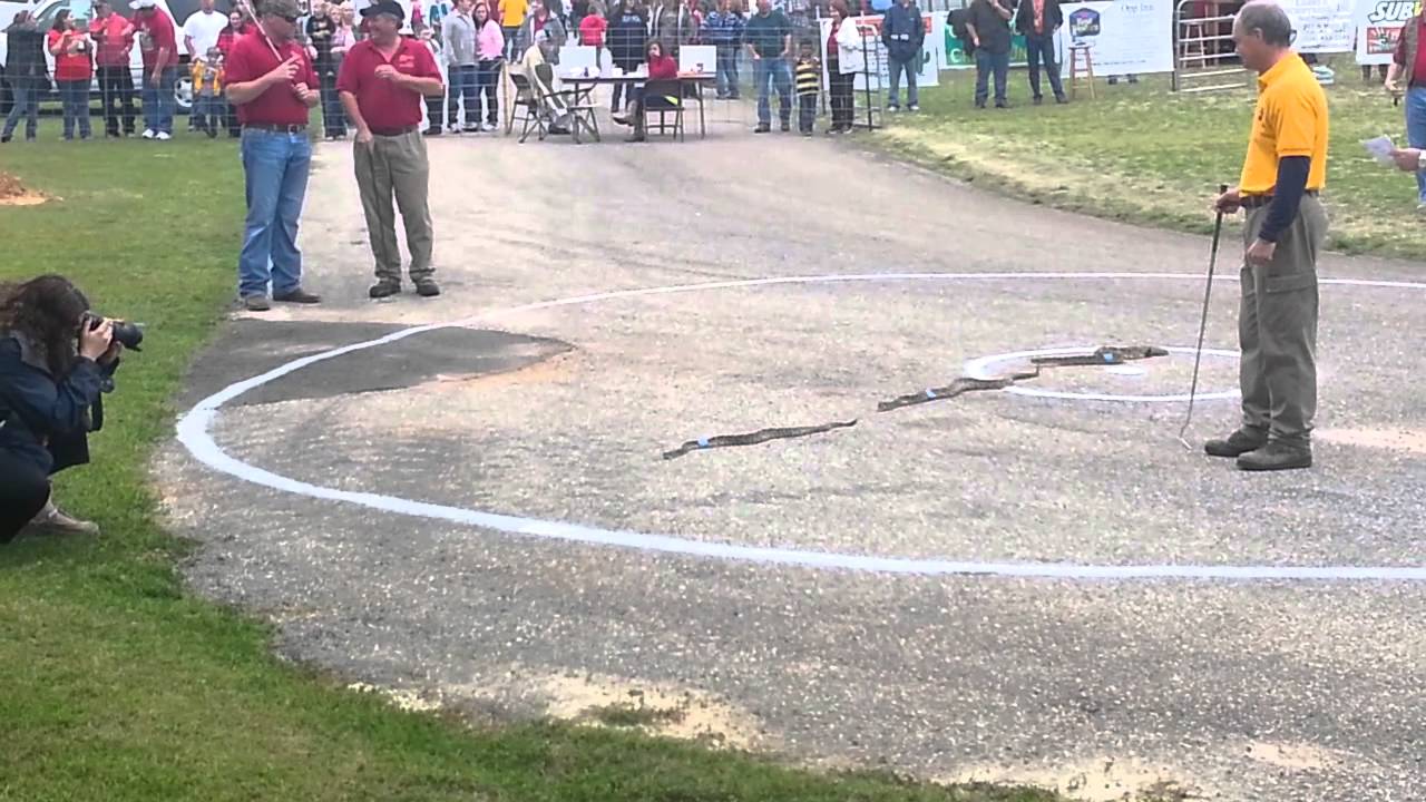 Final Snake Race - 2013 Rattlesnake Rodeo - YouTube