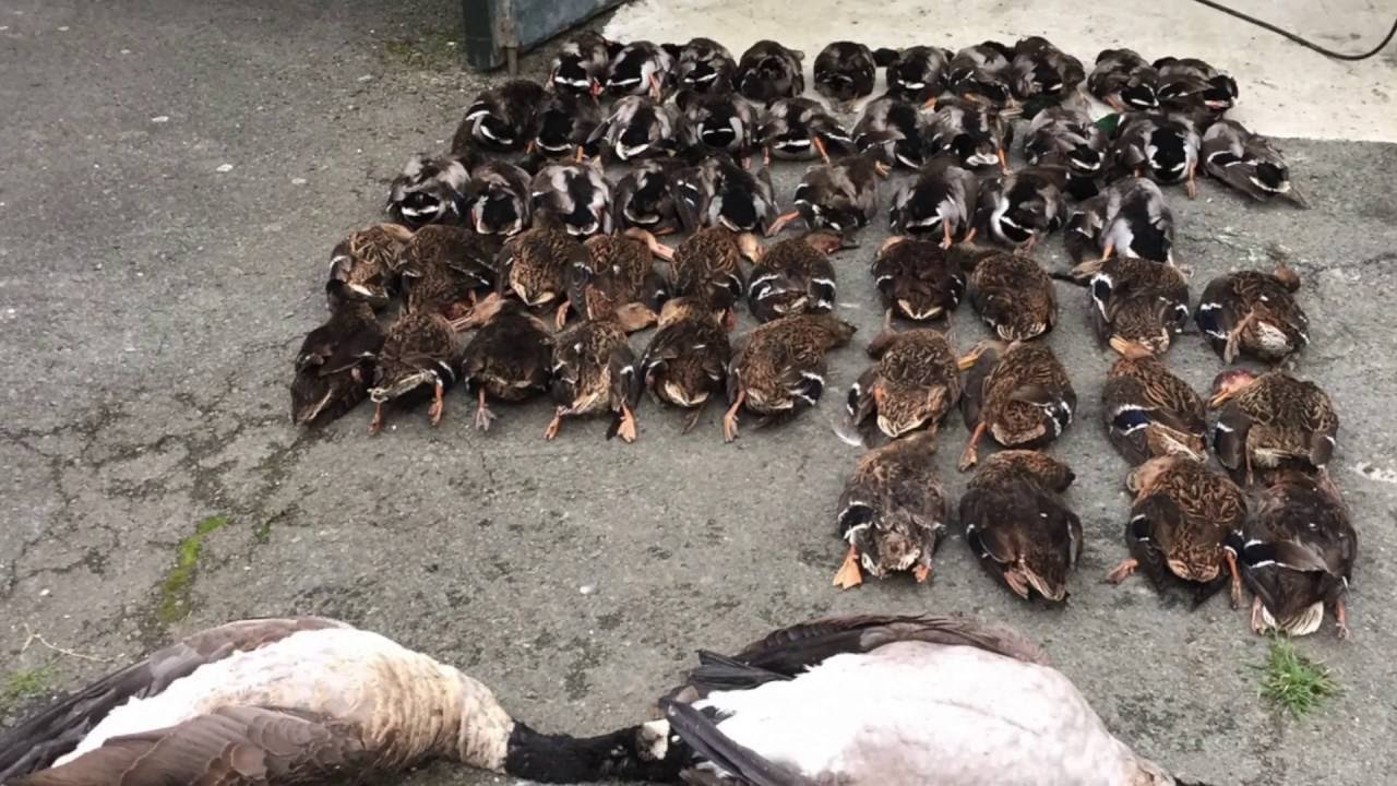 Hunters TV - Duck hunting in Belgium 2015 - YouTube