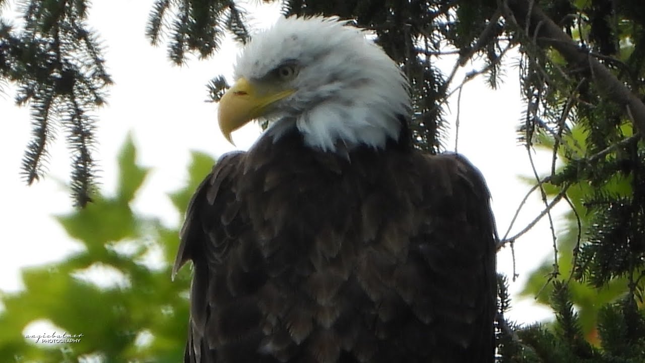 Birding-Week 3a-Aug 2024 - YouTube