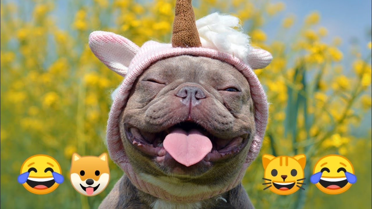 🤣 Videos [NUEVOS] de Risa 🐶🐱 Recopilación de Perros y Gatos Graciosos 🤩 ...