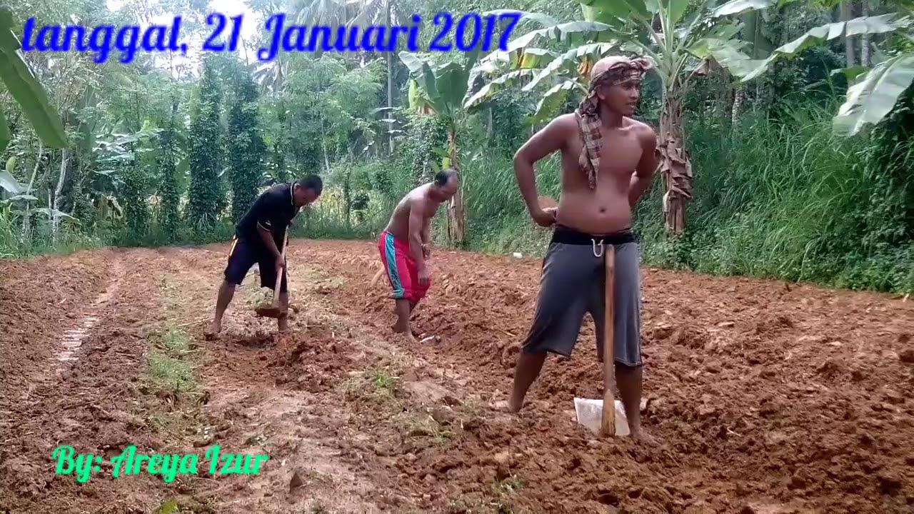 Mencangkul di ladang23 - YouTube