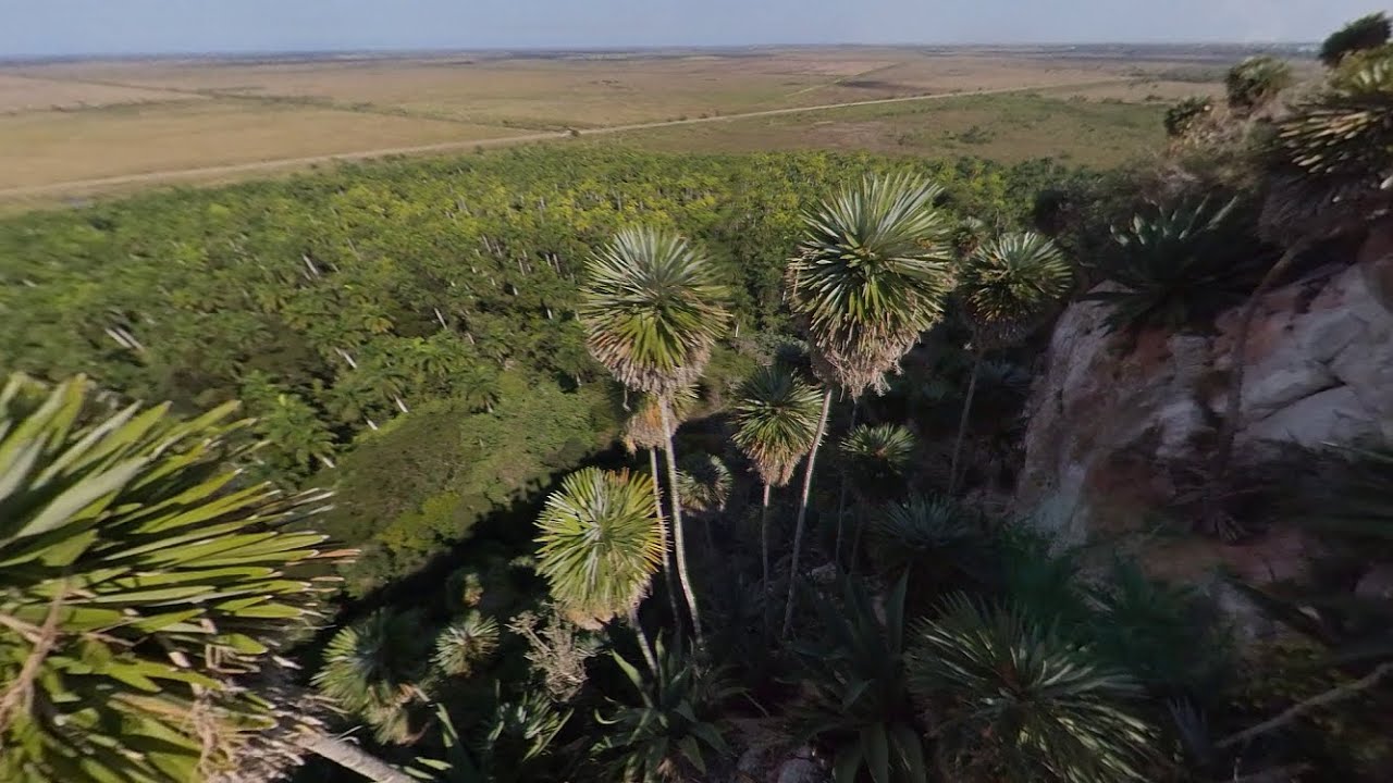 The Palms of Western Cuba (Hemithrinax, Copernicia, Coccothrinax etc ...